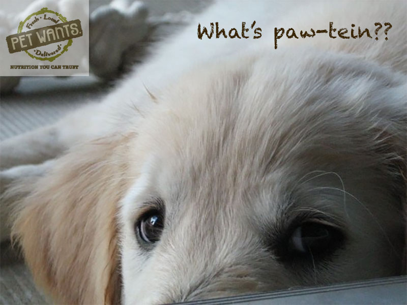 What is protein, and why should I care about it in the diet of my fur ...